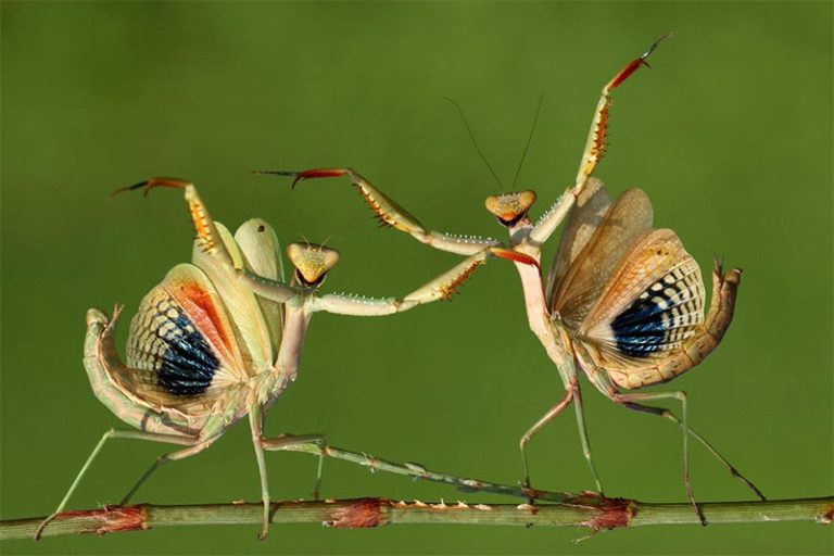 Mantis Religiosa | Fotos, Características, Tipos y Apareamiento ¿se ...