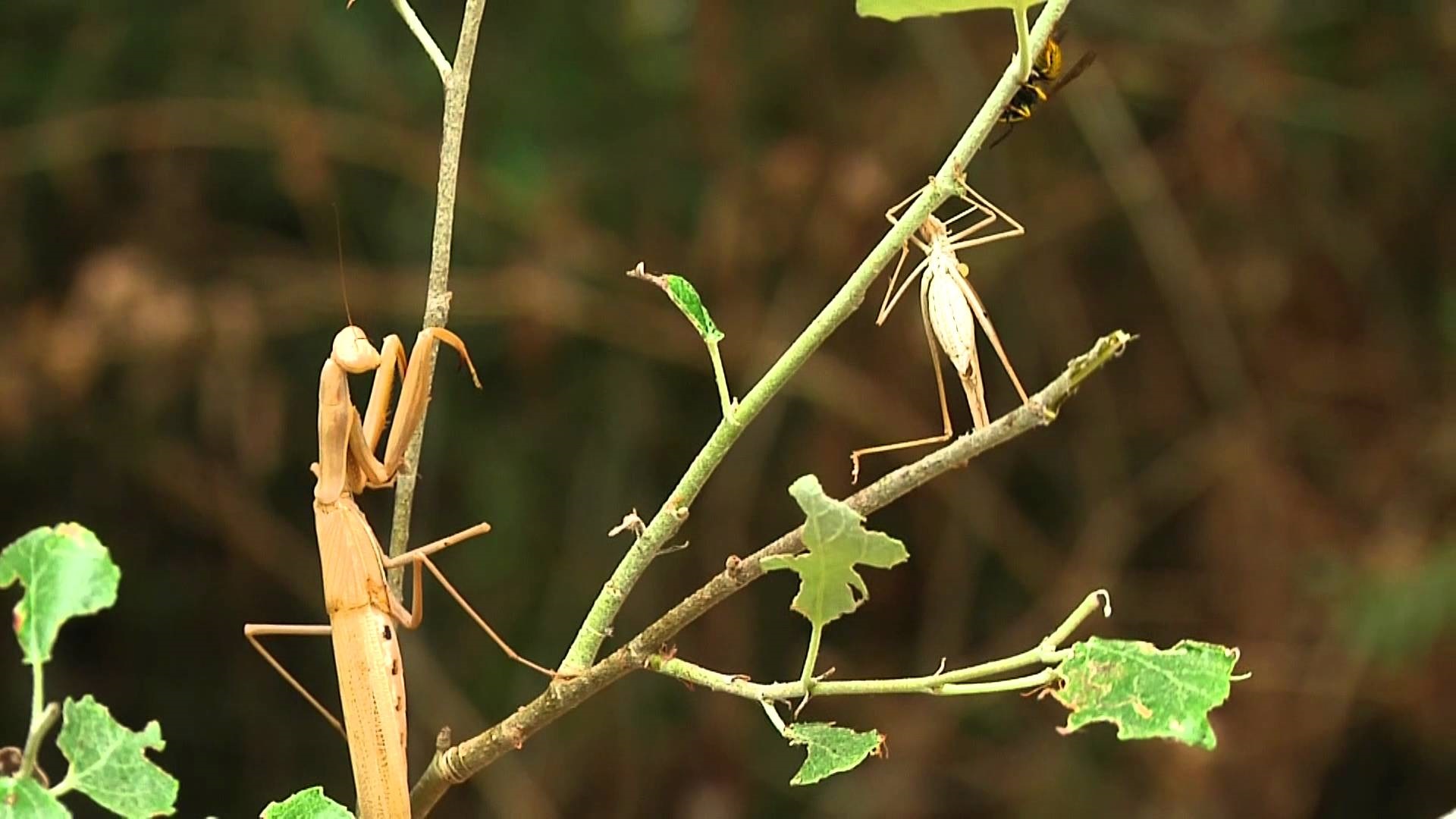 Mantis Religiosa | Fotos, Características, Tipos y Apareamiento ¿se ...
