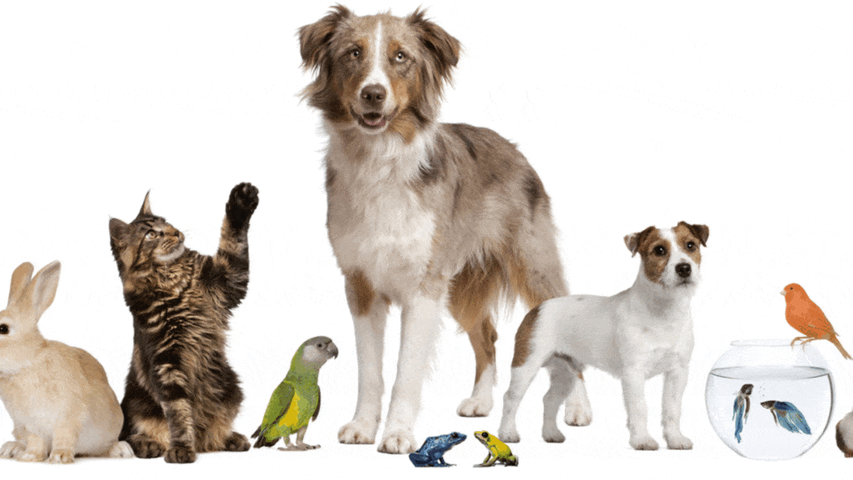 Mascotas - Cuidados, Fotos y Animales Domésticos para Niños ...