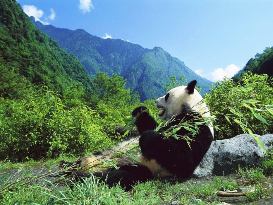 Osos Panda | Fotos, características y Oso Panda Gigante - AnimalesMascotas