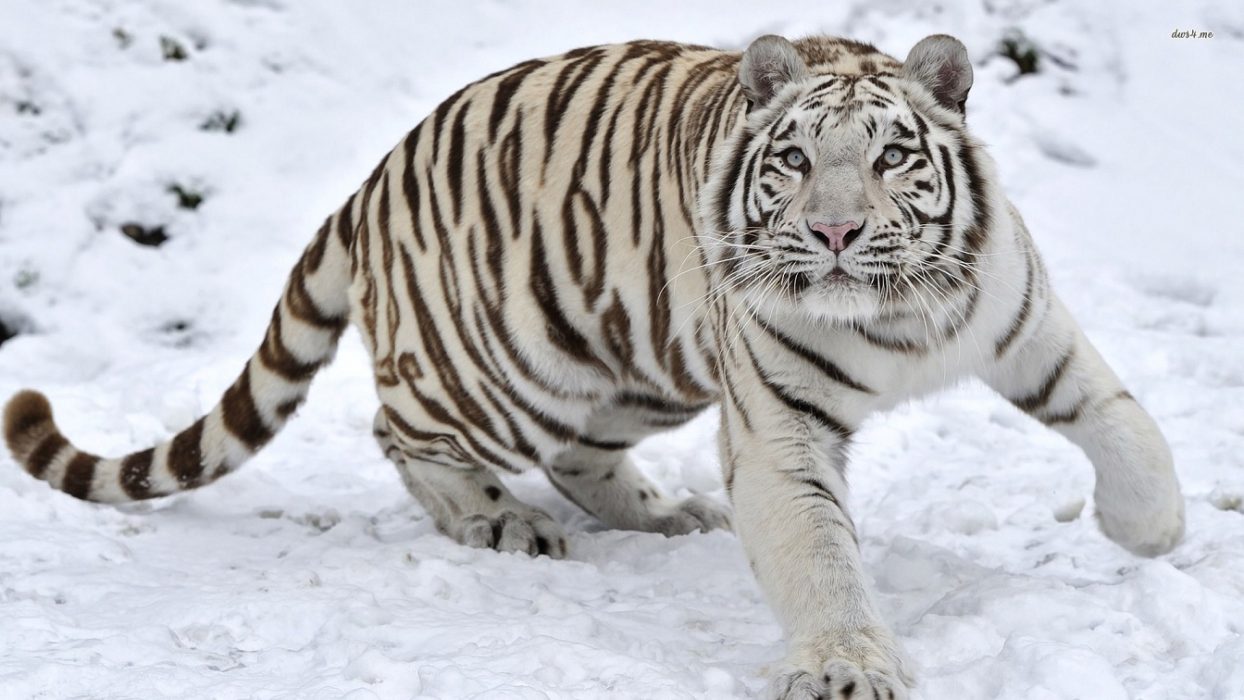 Las mejores fotos de Tigres - AnimalesMascotas