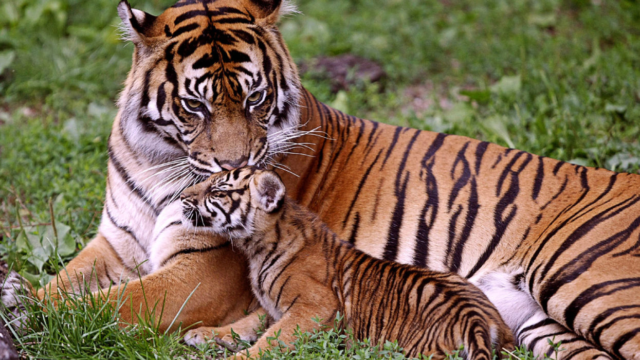 Las mejores fotos de Tigres - AnimalesMascotas