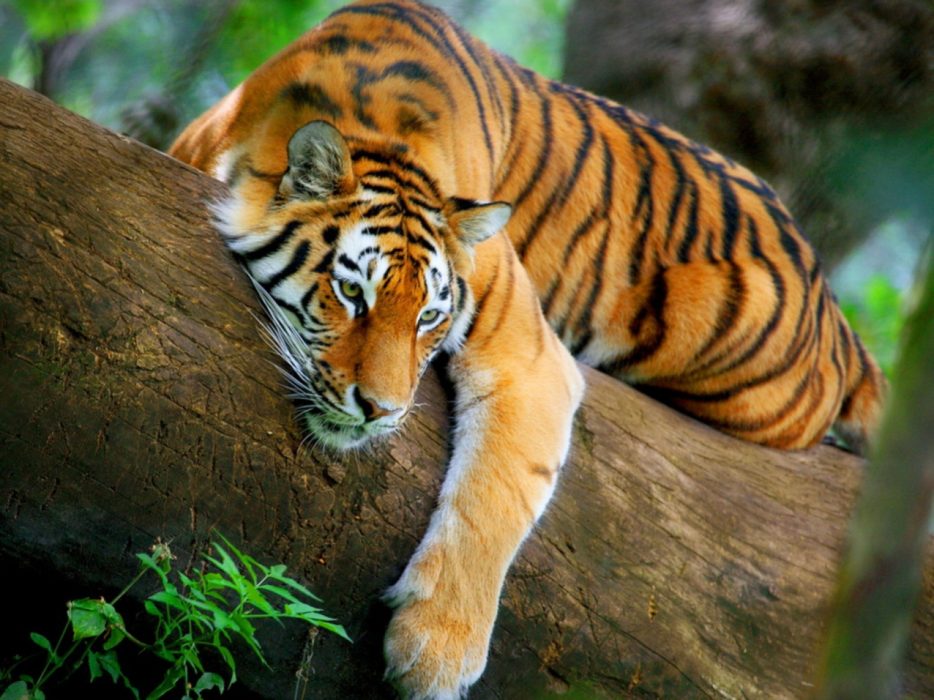 Las mejores fotos de Tigres - AnimalesMascotas
