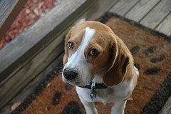 Beagle - Origen, características, cuidados, precio y fotos ...