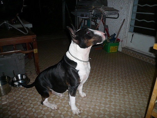 Bull Terrier Inglés - Origen, características, precio y fotos ...