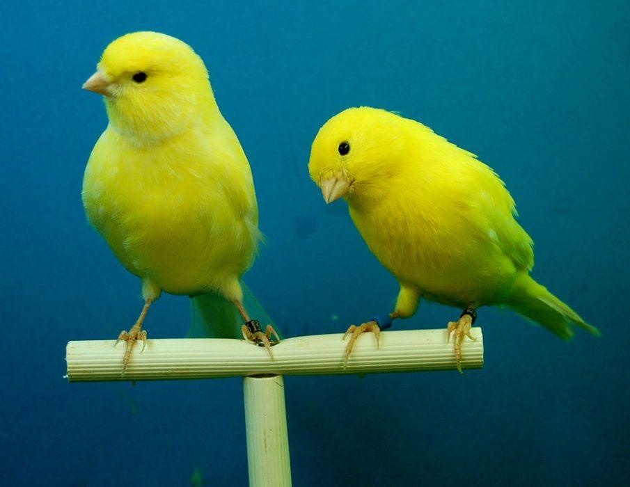 Cómo saber si un canario es macho o hembra - AnimalesMascotas