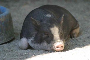 Los 9 animales más "monos" del mundo y los animales más monos durmiendo ...