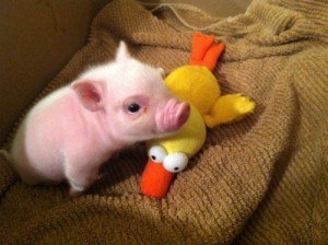 Los 9 animales más "monos" del mundo y los animales más monos durmiendo ...