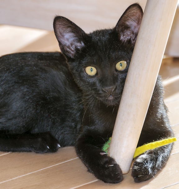 Bombay gato - Cuidados, características, fotos y precio - AnimalesMascotas