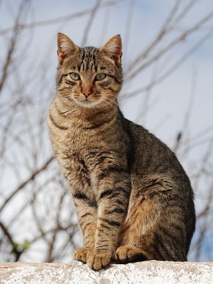 Razas de Gato | Gatos Asiático Humo - Atigrado - AnimalesMascotas