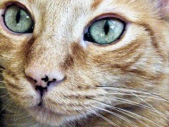 Razas de Gato | Gatos Asiático Humo - Atigrado - AnimalesMascotas