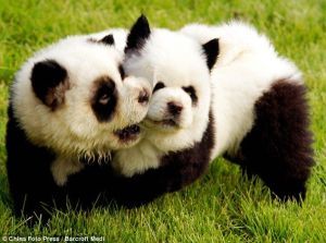 Chow Chow Panda: La gran moda de los perros panda en China ...