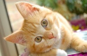 Los beneficios del ronronear de los gatos para tu salud