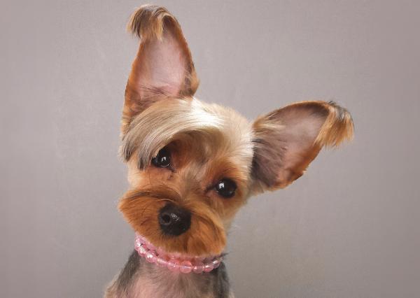 Cortes de pelo para perros 2020 - AnimalesMascotas