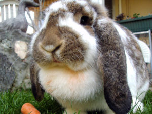 Cómo Es El Conejo Belier Animalesmascotas