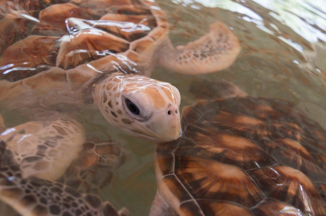 Cuidados de las tortugas - AnimalesMascotas