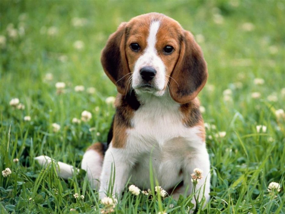 Gusano del corazón. Parásitos en perros - AnimalesMascotas