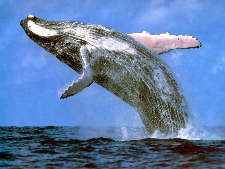 Ballena Azul | Características, tamaño, peso y Fotos - AnimalesMascotas