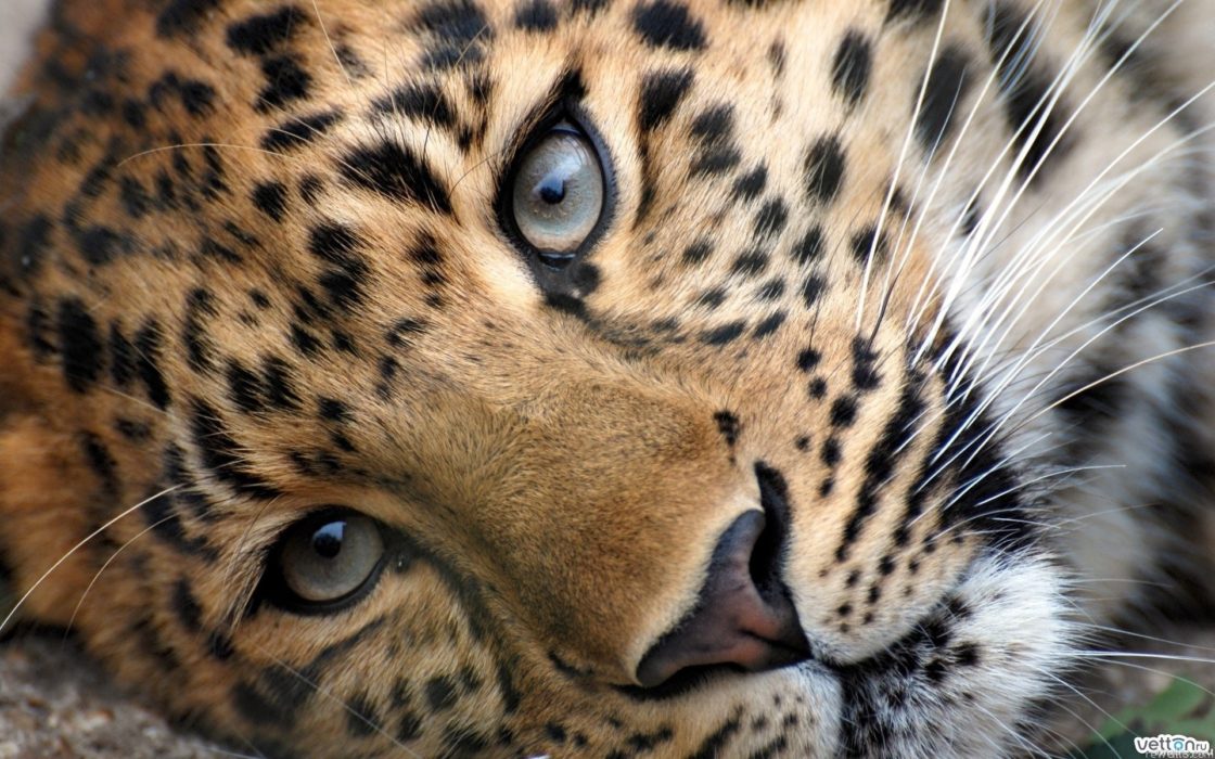 Leopardo | Fotos, Características y Diferencias con el Guepardo ...