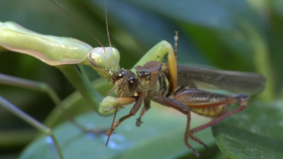 Mantis Religiosa | Fotos, Características, Tipos y Apareamiento ¿se ...