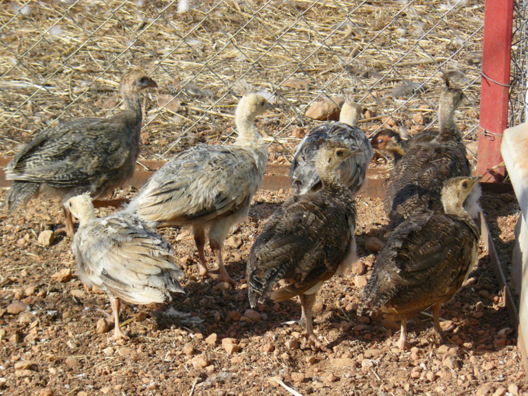Pavo Real | Características, Reproducción y Fotos - AnimalesMascotas
