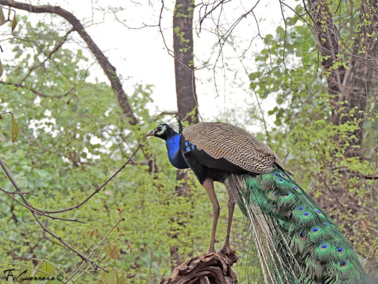 Pavo Real | Características, Reproducción y Fotos - AnimalesMascotas