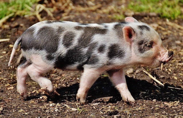 Cerdo Vietnamita: Características y cuidados - AnimalesMascotas