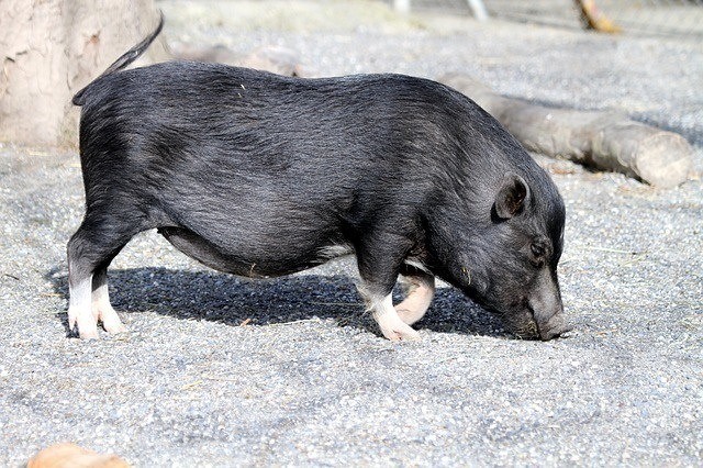Cerdo Vietnamita: Características y cuidados - AnimalesMascotas