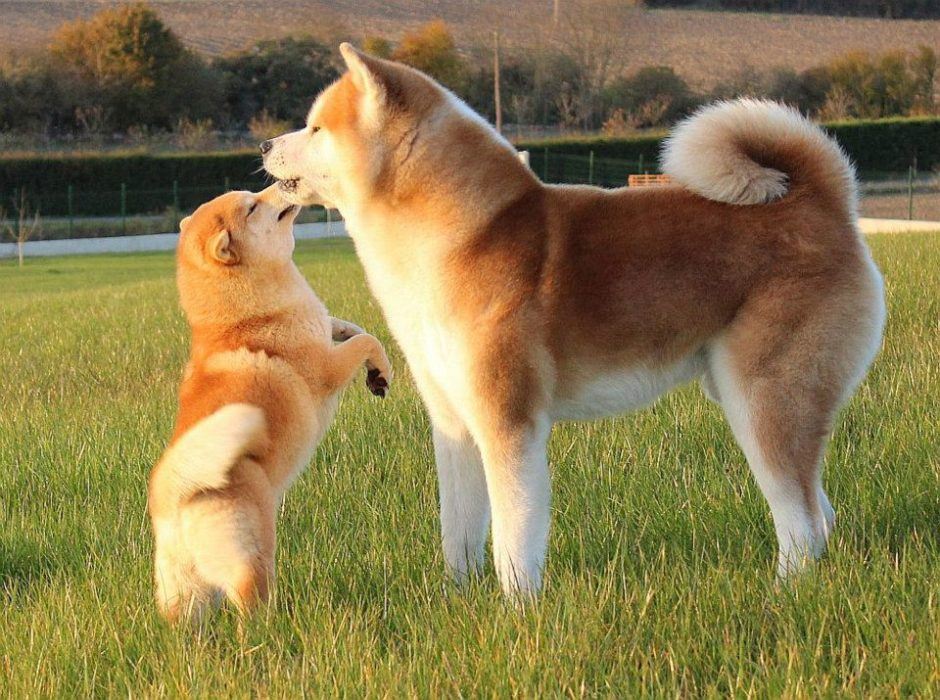 Las mejores razas de perros japoneses - AnimalesMascotas