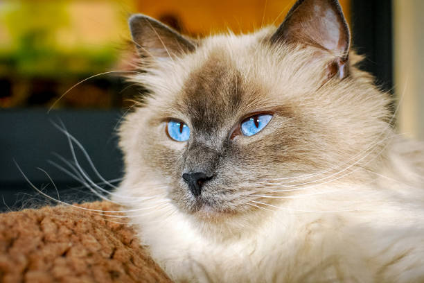 Gatos Ragdoll: cuidados, carácter y fotos - AnimalesMascotas
