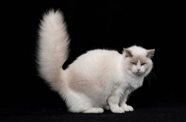 Gatos Ragdoll: cuidados, carácter y fotos - AnimalesMascotas