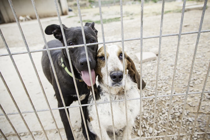 Adoptar un perro: claves, requisitos y consejos a tener en cuenta ...