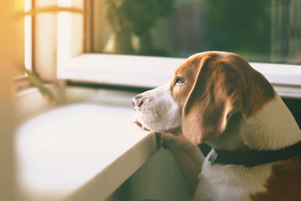 ¿Cómo saber si mi perro tiene ansiedad? Sintomas, causas y tratamientos ...