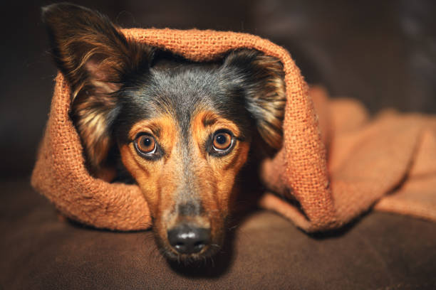 ¿Cómo saber si mi perro tiene ansiedad? Sintomas, causas y tratamientos ...