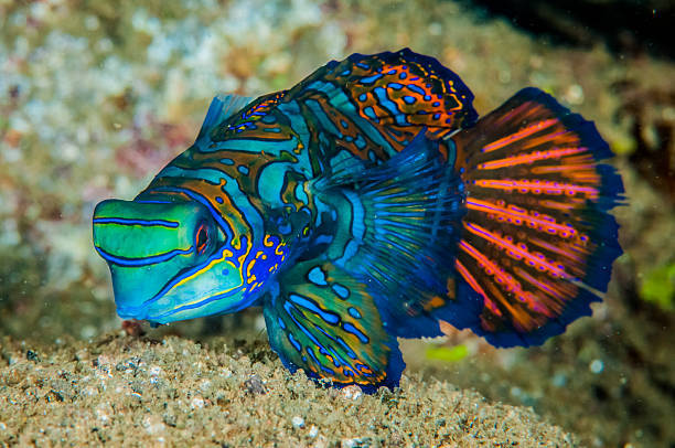 Los peces mas bonitos del mar - AnimalesMascotas