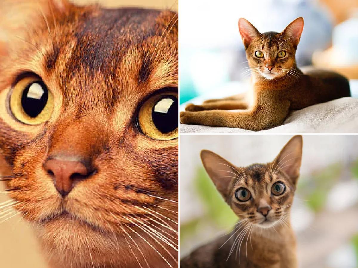 Gato Abisinio: características, cuidados y consejos - AnimalesMascotas