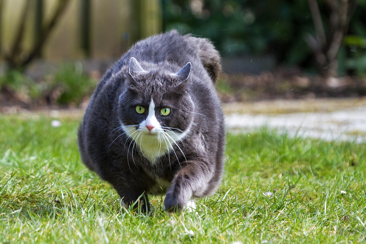 Gatos con obesidad: como frenarla, consecuencias y cuáles son los ...