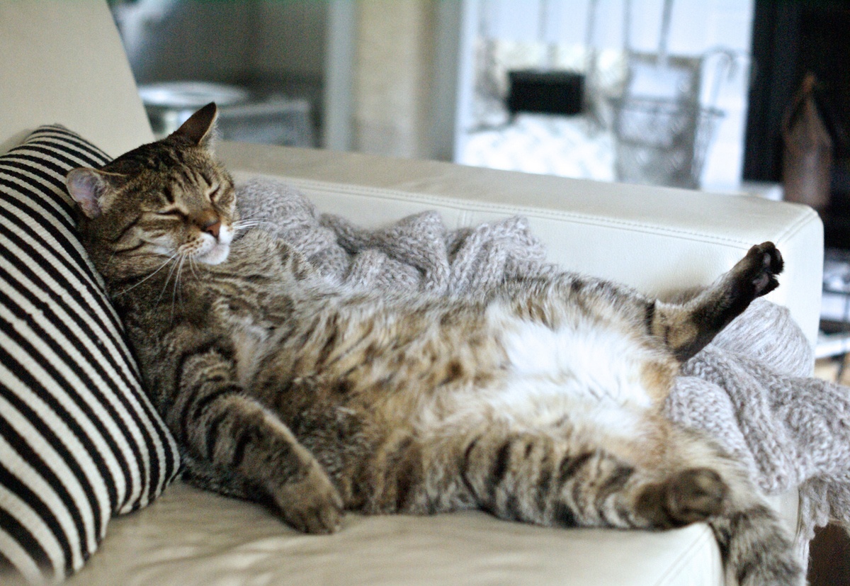 Gatos con obesidad: como frenarla, consecuencias y cuáles son los ...