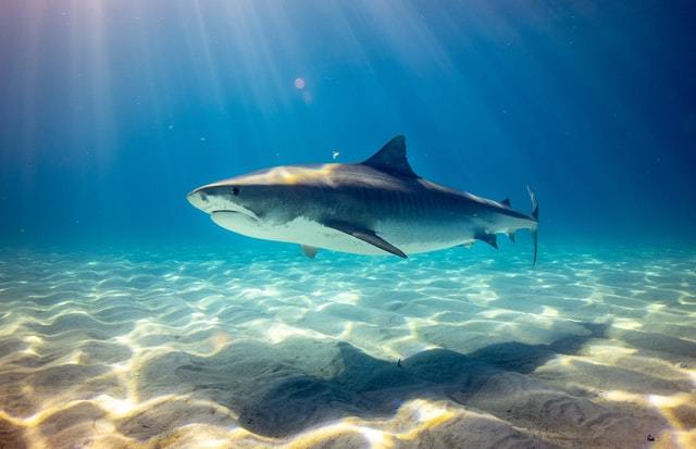 Características del Tiburón Blanco: fotos, hábitat, alimentación y ...