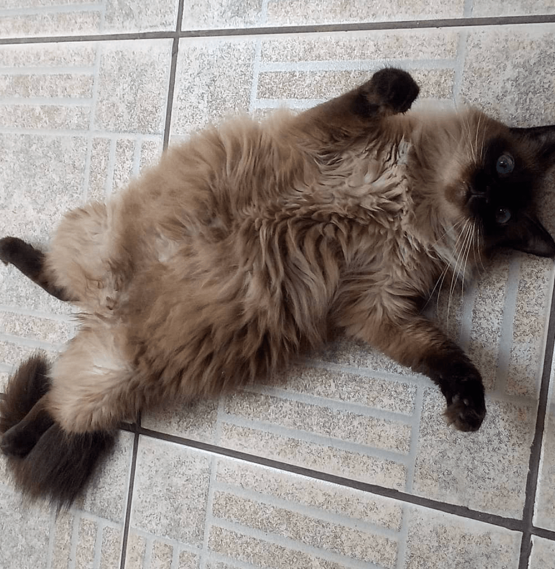Golpes de calor en gatos: qué es, síntomas, tratamiento y peligros ...
