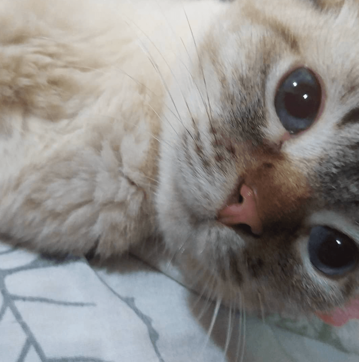 Golpes de calor en gatos: qué es, síntomas, tratamiento y peligros ...