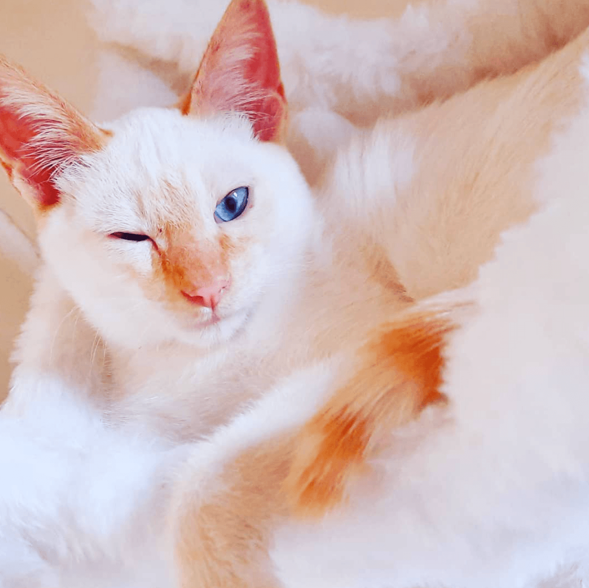 Golpes de calor en gatos: qué es, síntomas, tratamiento y peligros ...