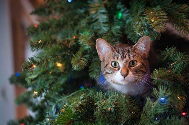 Cómo celebrar la Navidad con tu gato: ideas y consejos - AnimalesMascotas