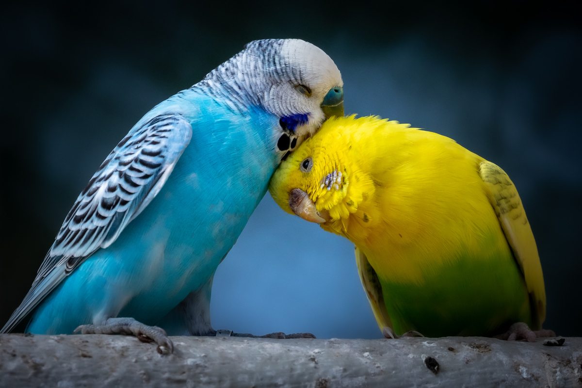 Ideas de nombres para pájaros - AnimalesMascotas