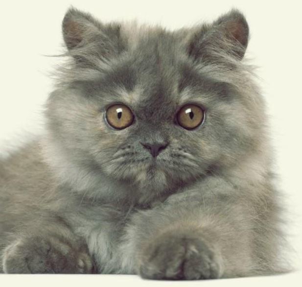 Las 10 razas de Gatos Grises que hay en el mundo - AnimalesMascotas