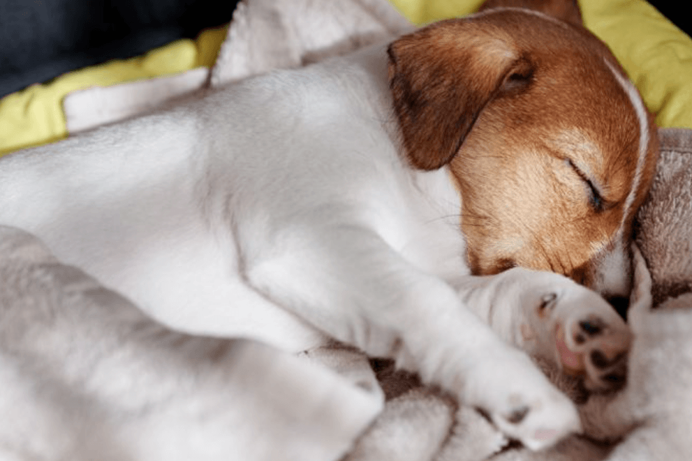 Cómo enseñar a mi perro a dormir en su cama - AnimalesMascotas