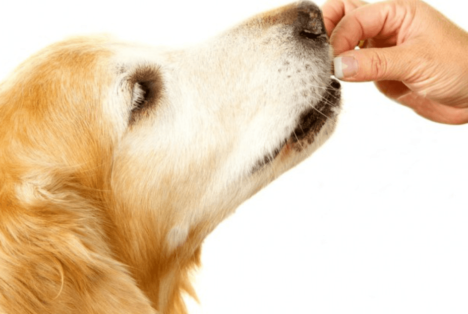 El uso y dosis de Antiinflamatorios para perros | Tipos - AnimalesMascotas