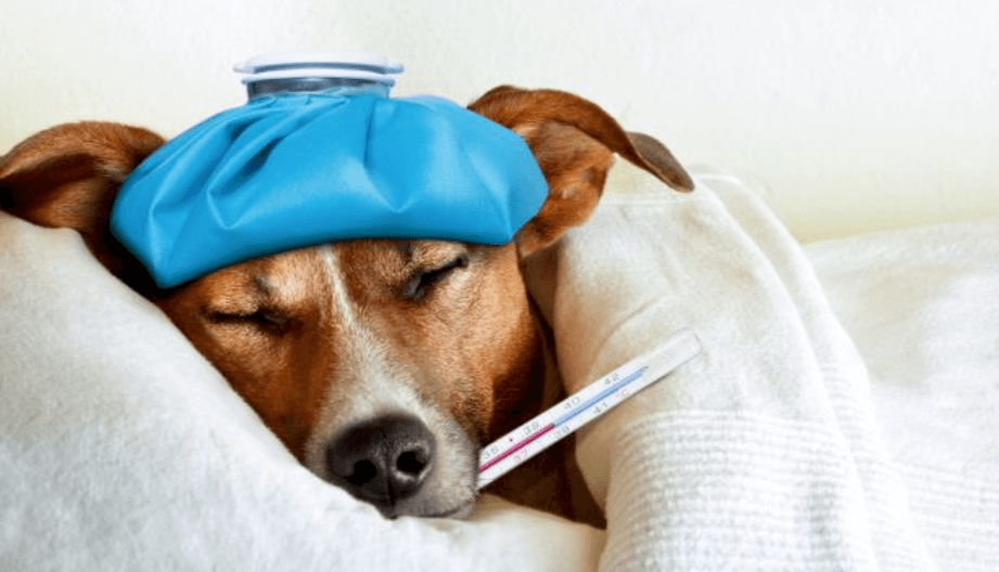 El uso y dosis de Antiinflamatorios para perros | Tipos - AnimalesMascotas