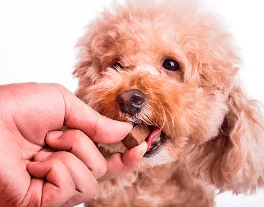 El uso y dosis de Antiinflamatorios para perros | Tipos - AnimalesMascotas